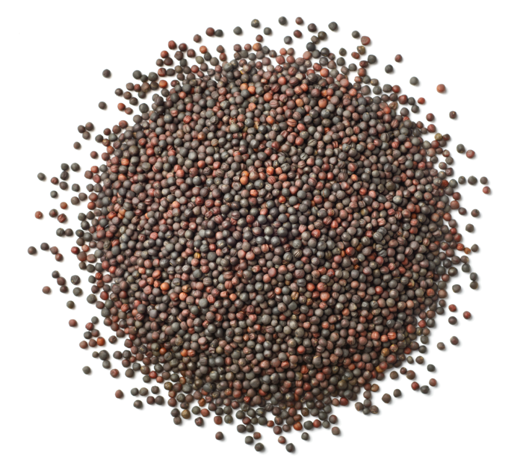 Rapeseed - Timber Rim